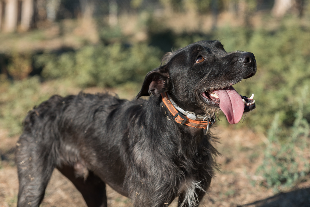 GARRA en adopción - Centro Integral Municipal de Protección Animal ...