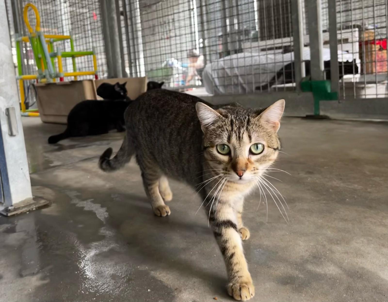 MADONNA en adopción - Centro Integral Municipal de Protección Animal ...