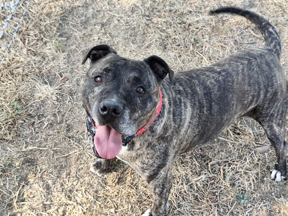 CHITO en adopción - Centro Integral Municipal de Protección Animal ...